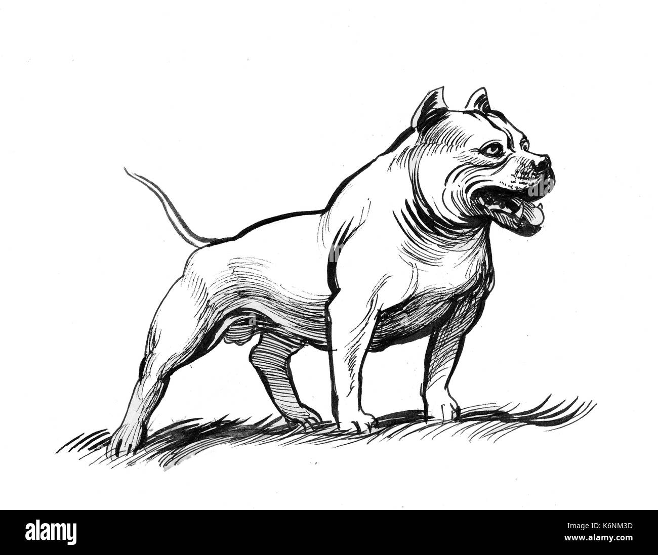 Pit bull Black and White Stock Photos & Images - Alamy