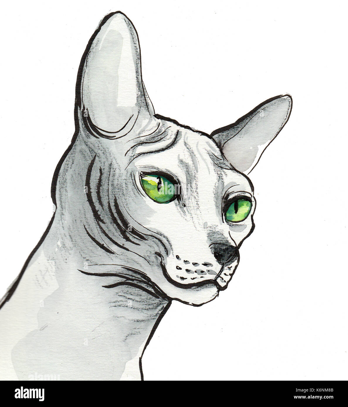 Sphynx cat artwork hi-res stock photography and images - Alamy