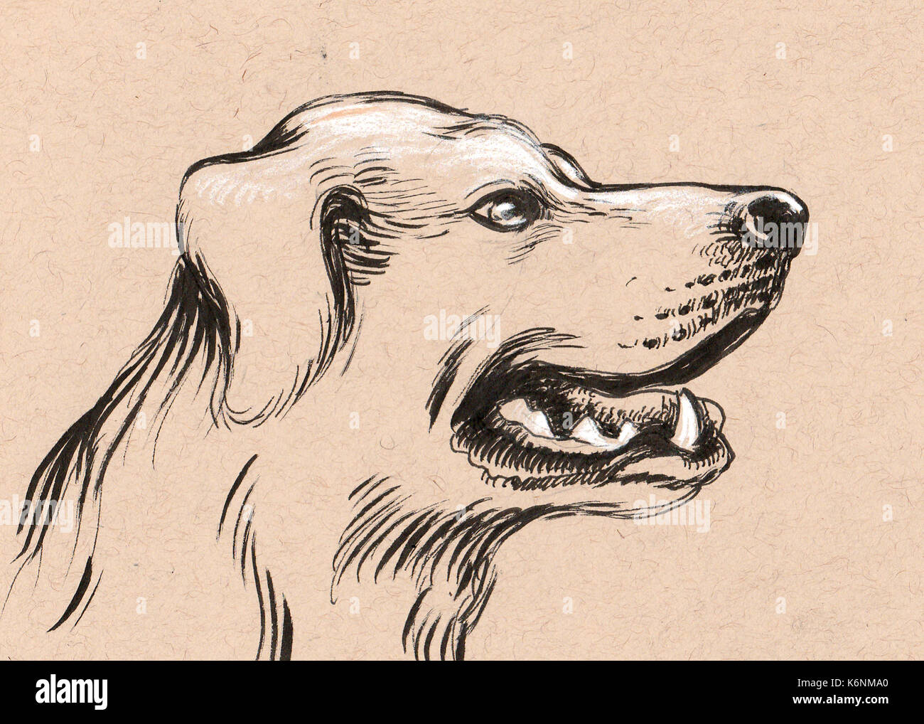 , Dog sketch Stock Photo - Alamy