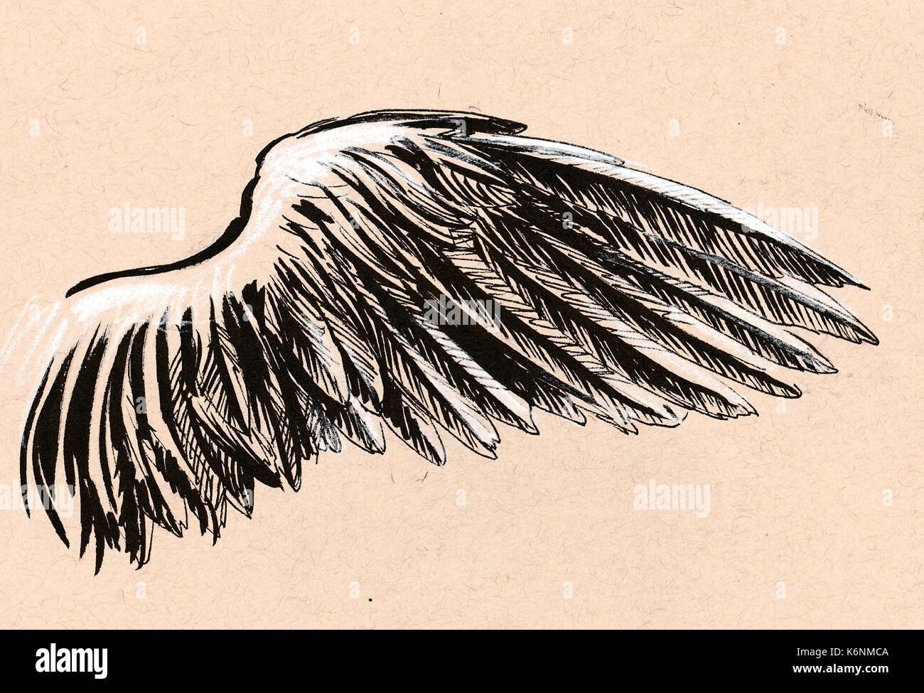 Birds wing. Ink sketch Stock Photo - Alamy