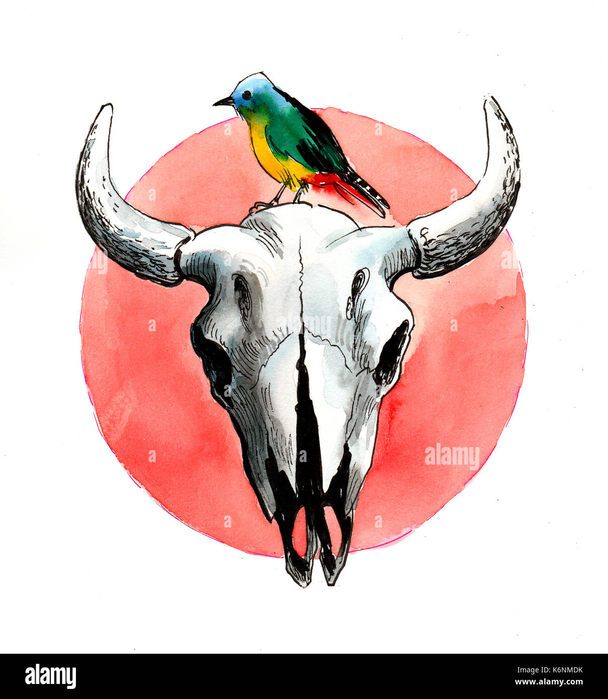 Bison skull hi-res stock photography and images - Alamy