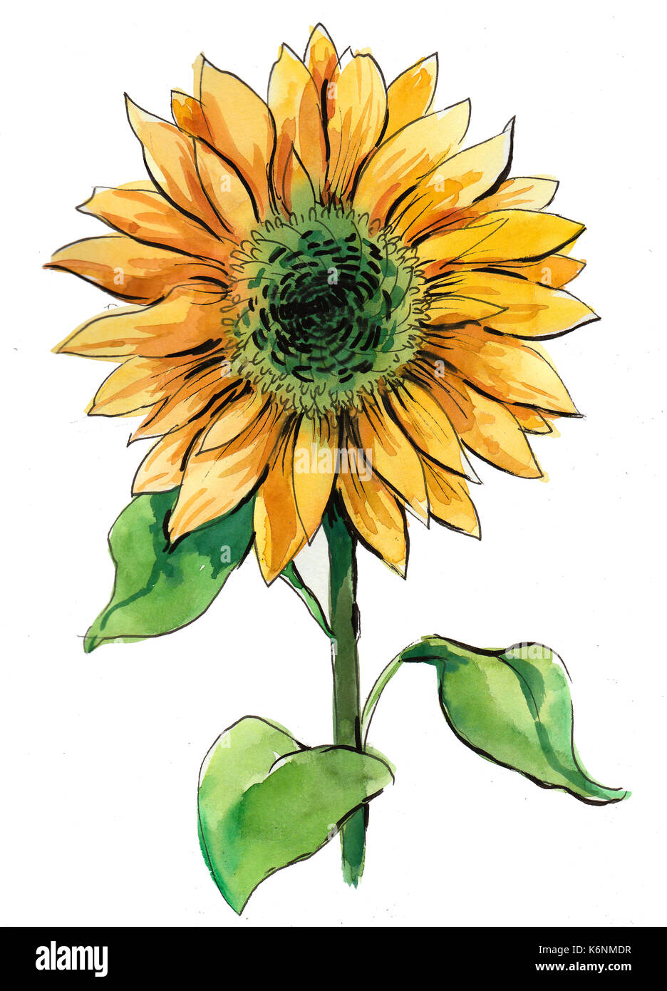 Watercolor sunflower hi-res stock photography and images - Alamy