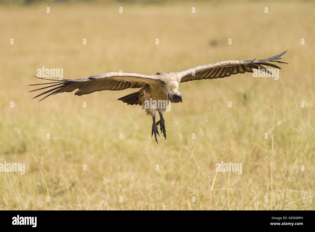White-backed vulture (Gyps africanus) in flight, Masai Mara, Kenya ...