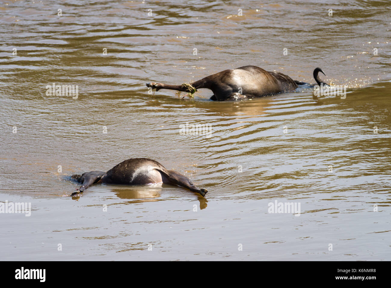 Dead wildebeest (Connochaetes) bodies floating in river during ...