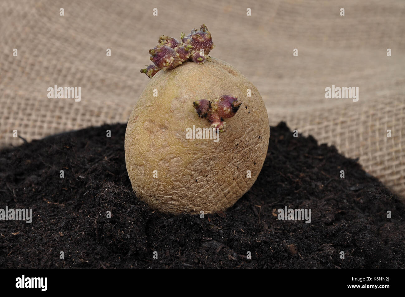 Potato on soil Stock Photo - Alamy