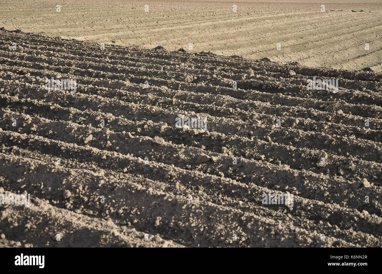 Prepared potato field Stock Photo - Alamy