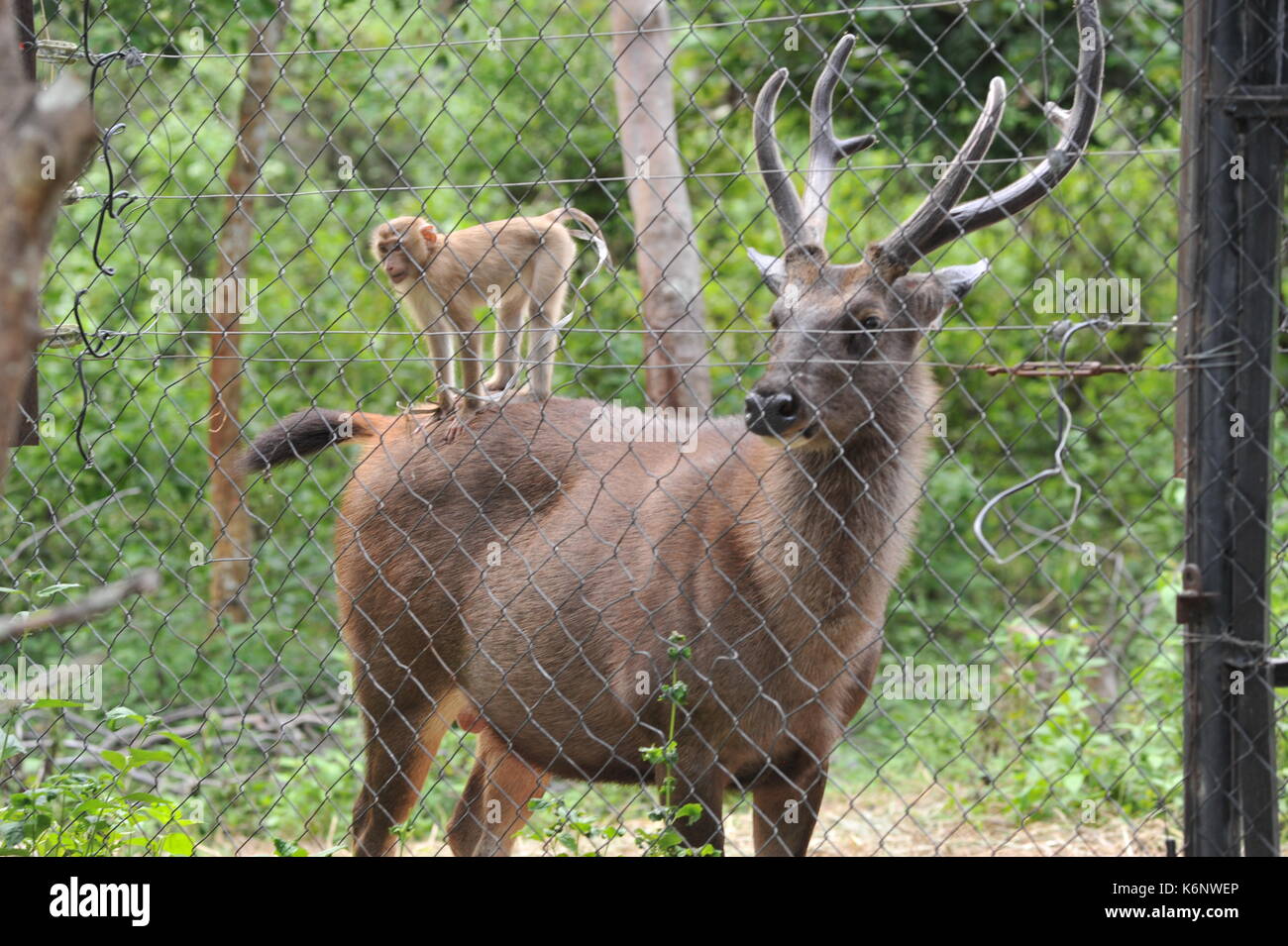 a Rhesus Monkey rides on the back of a Sambar Deer in captivity, Phnom ...