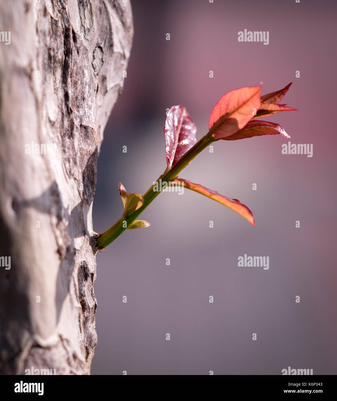 New development and renewal as a business concept of emerging ...