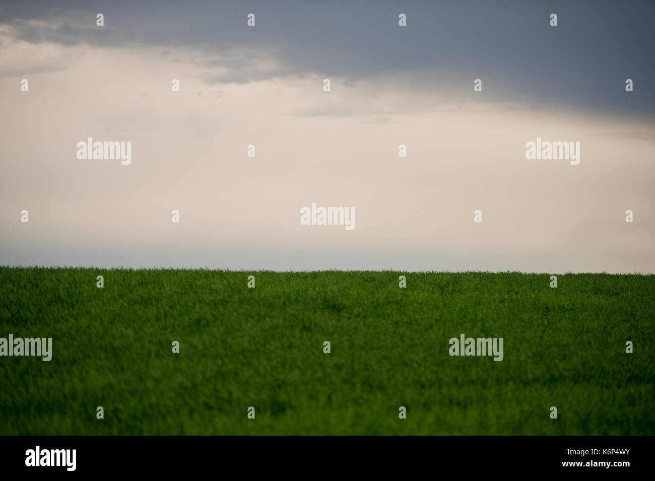 field of wheat and sky, a rural landscape. Background for web page ...
