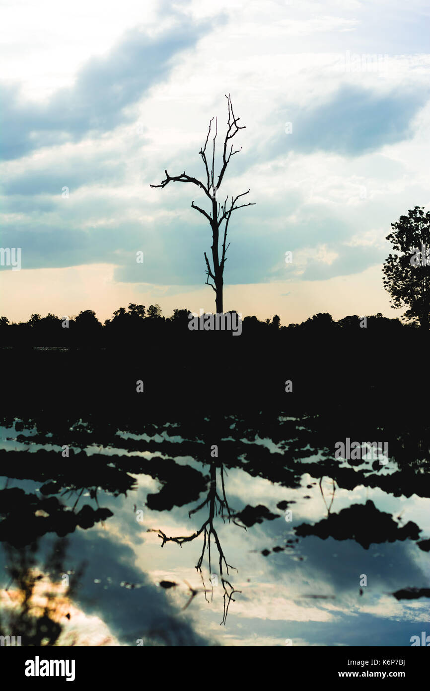 Reflection of tree in the field Stock Photo - Alamy