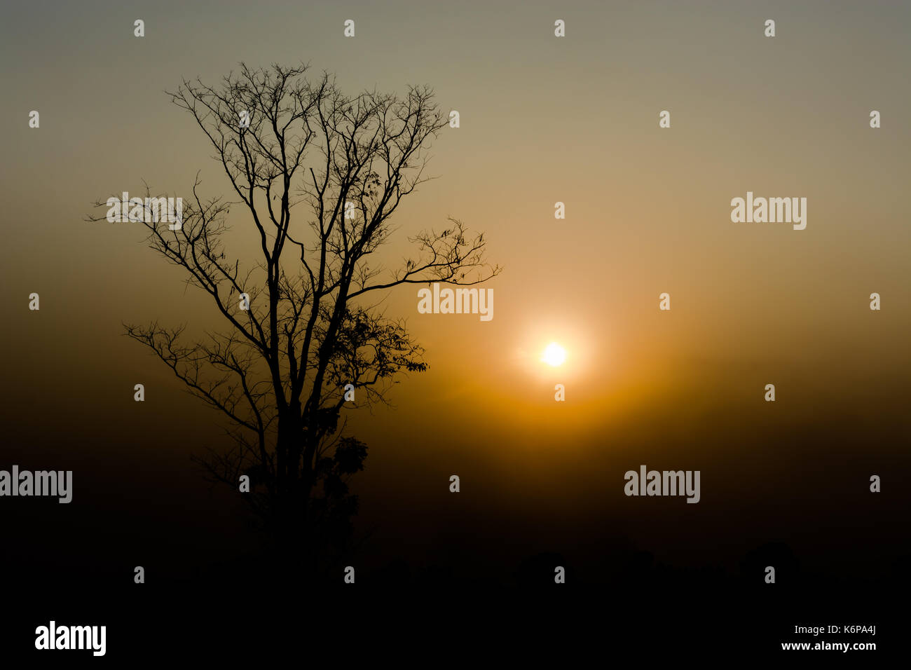 Silhouette tree on mistry sunset background Stock Photo - Alamy