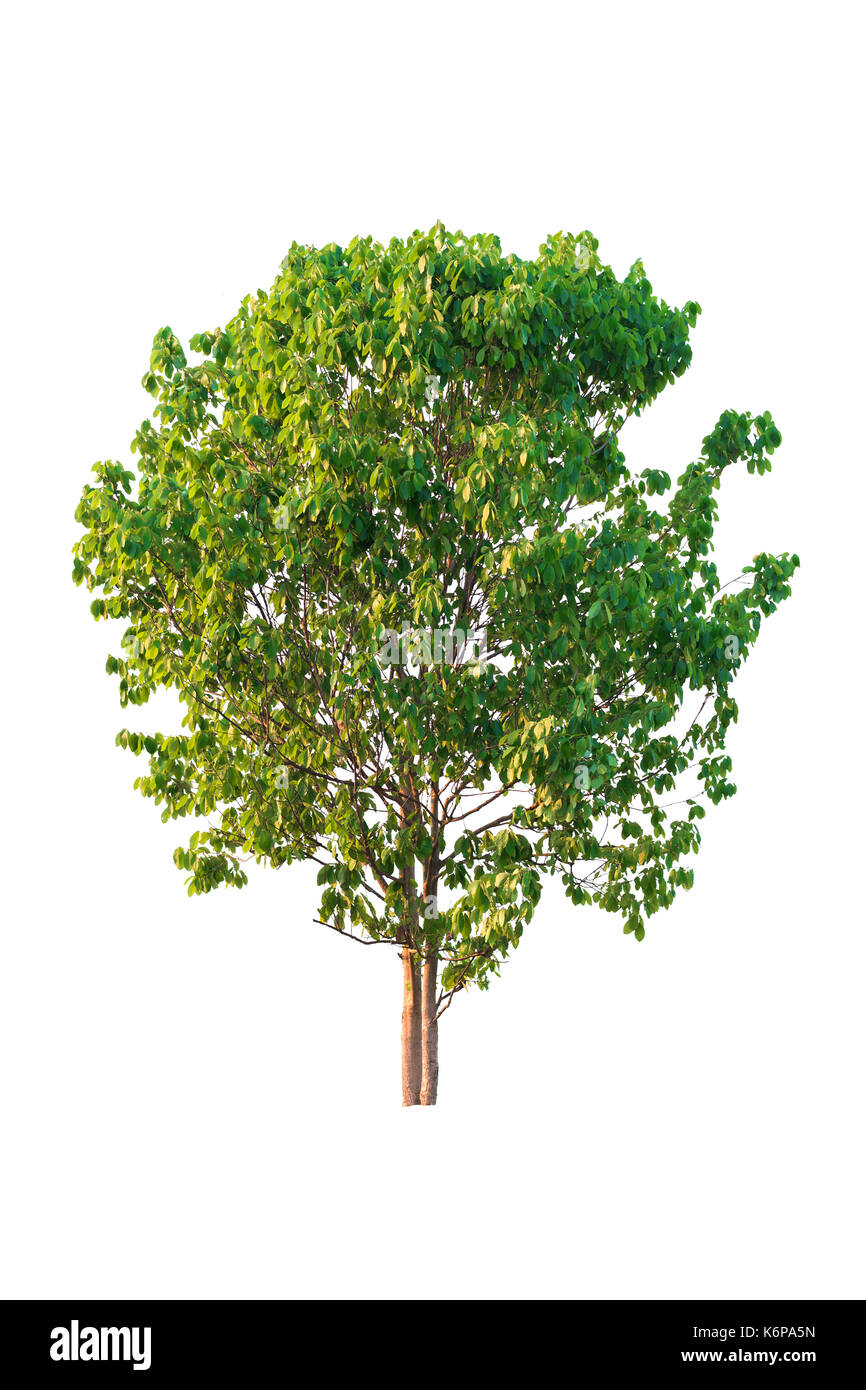 a tree on isolated Stock Photo - Alamy