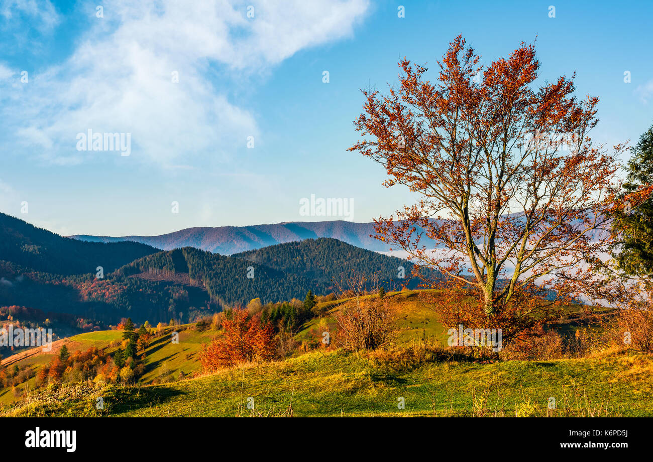tree on hillside on autumn mountains. beautiful bright landscape with ...