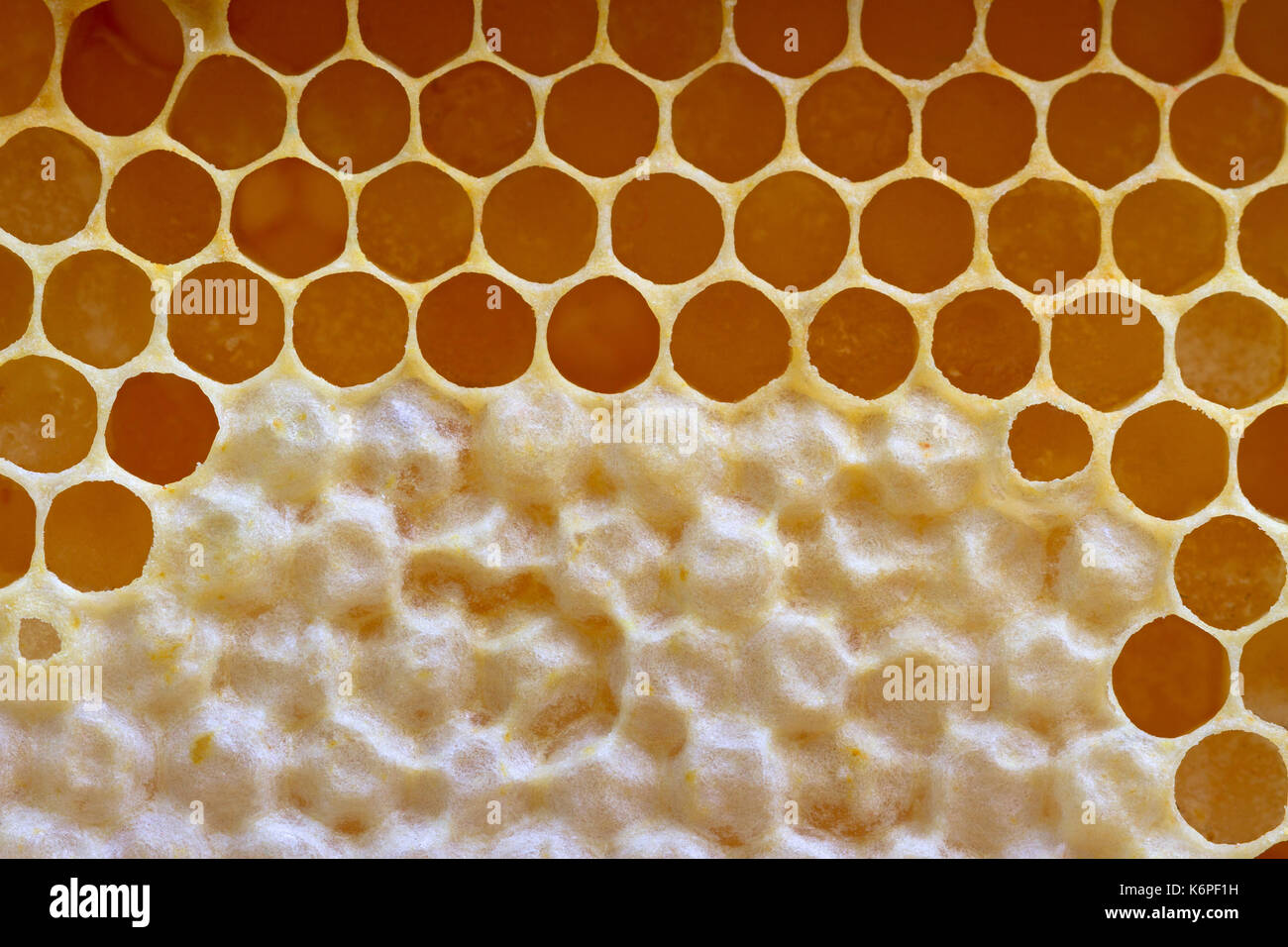 Natural completed and uncompleted honeycombs Stock Photo - Alamy