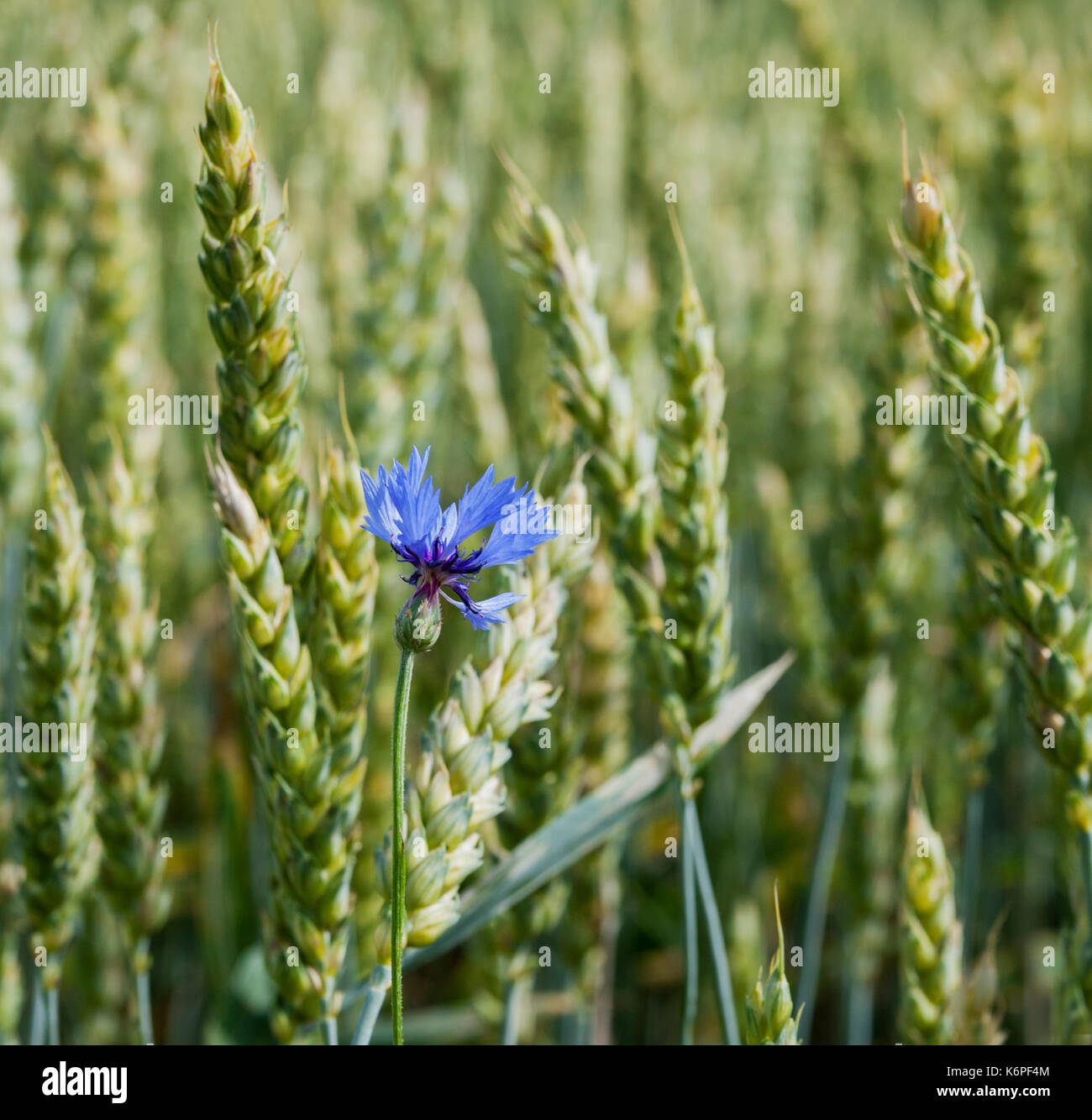 Blue cornflower on a wheat field Stock Photo - Alamy