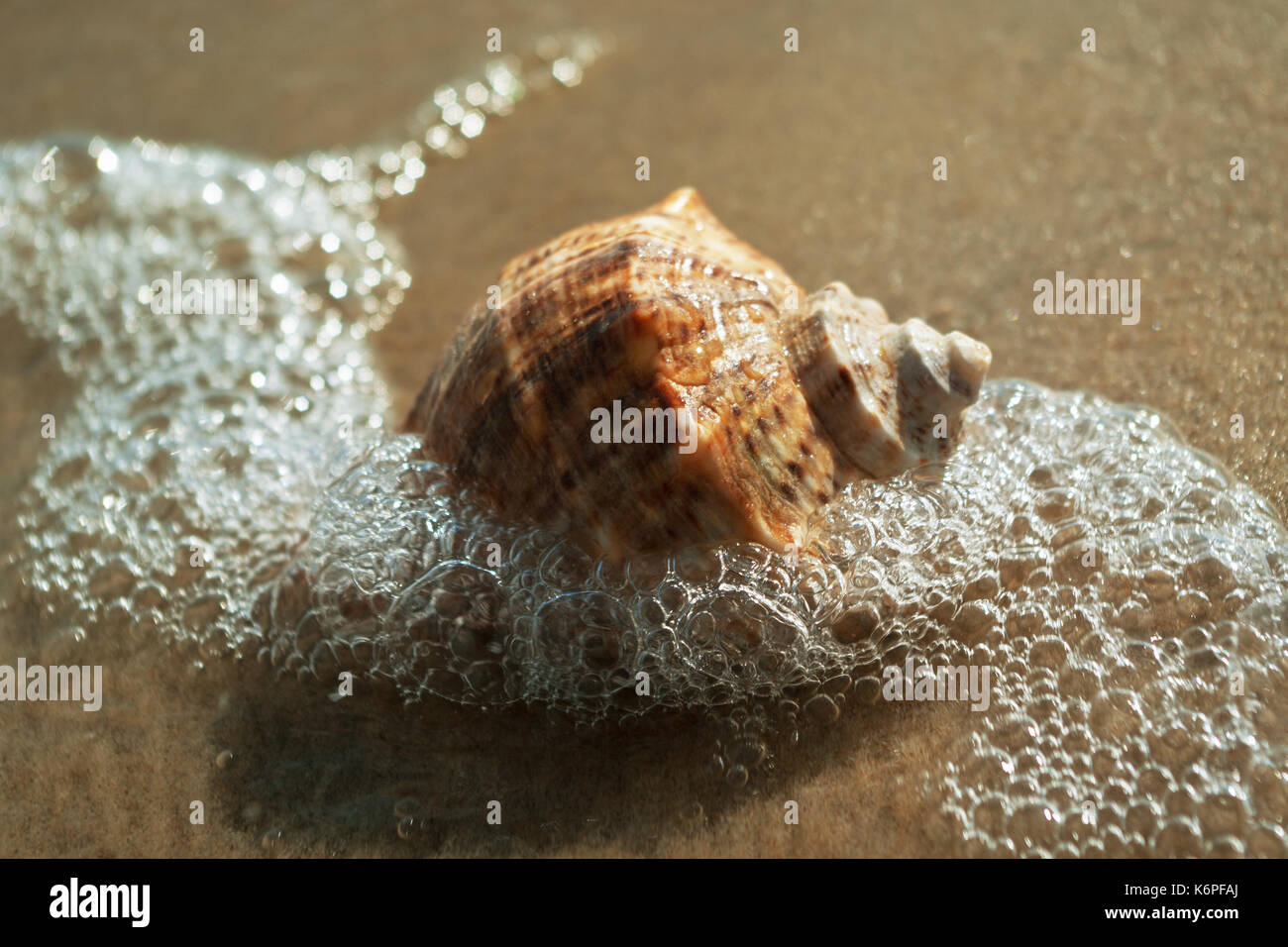 Hell shell hi-res stock photography and images - Alamy