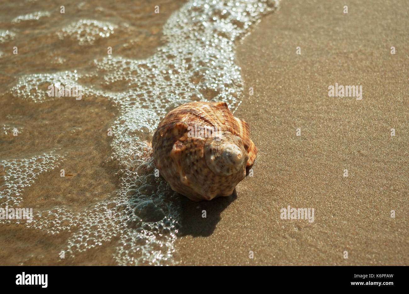 Hell shell hi-res stock photography and images - Alamy