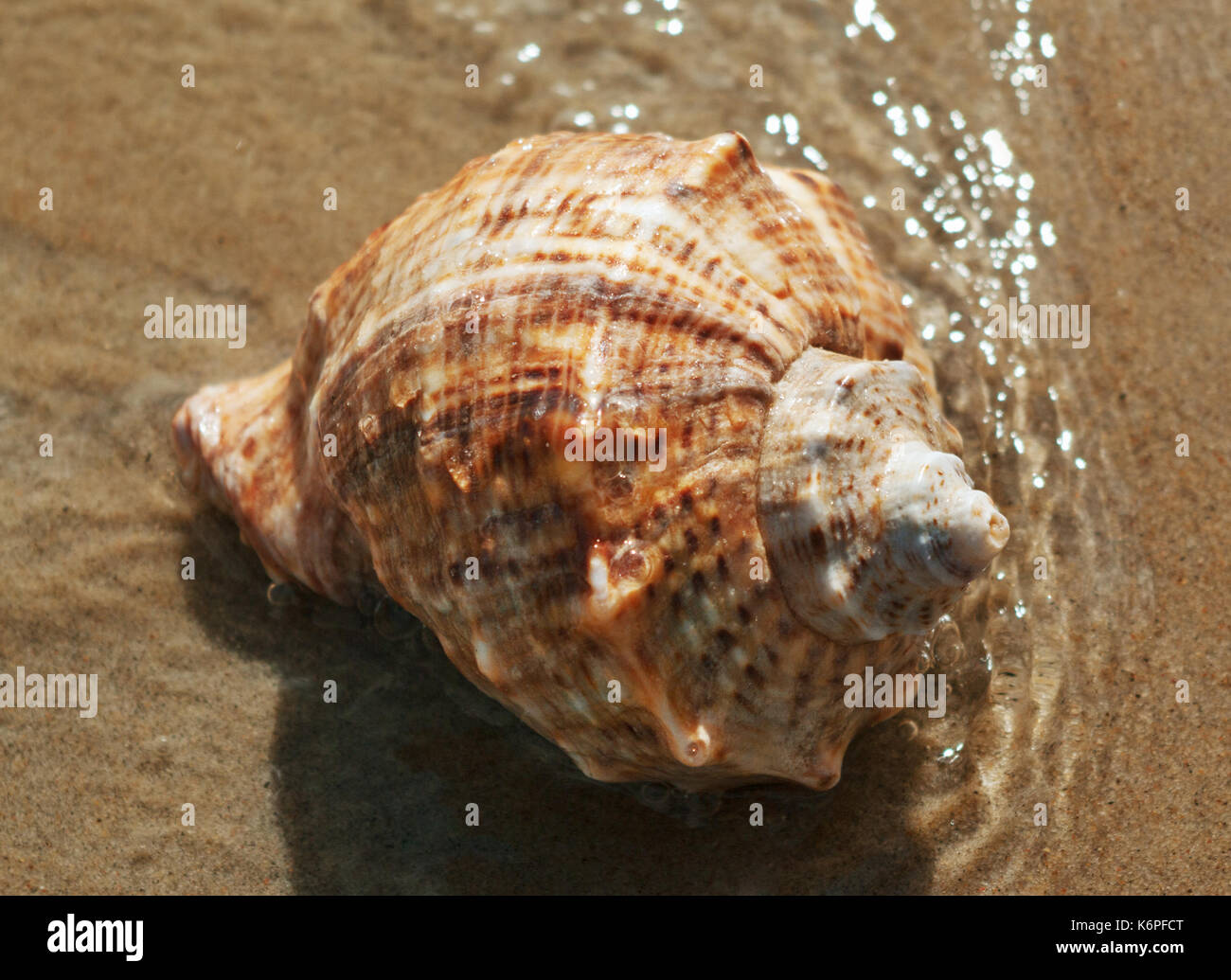 Hell shell hi-res stock photography and images - Alamy