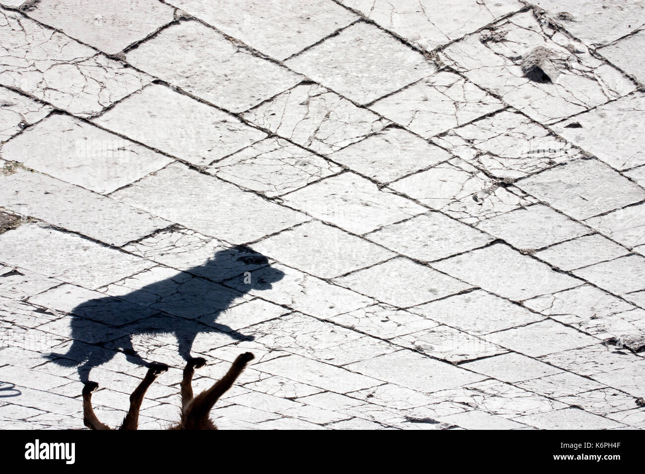 Dog shadow hi-res stock photography and images - Alamy