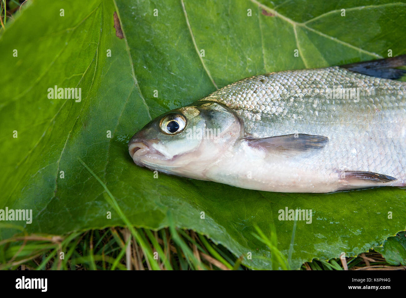 Just taken from the water freshwater common bream known as bronze bream ...