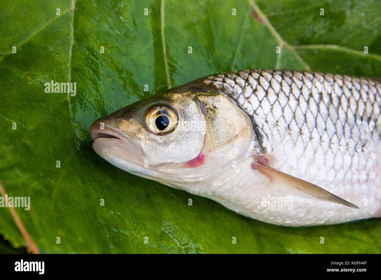 Close up view of the just taken from the water freshwater chub fish ...