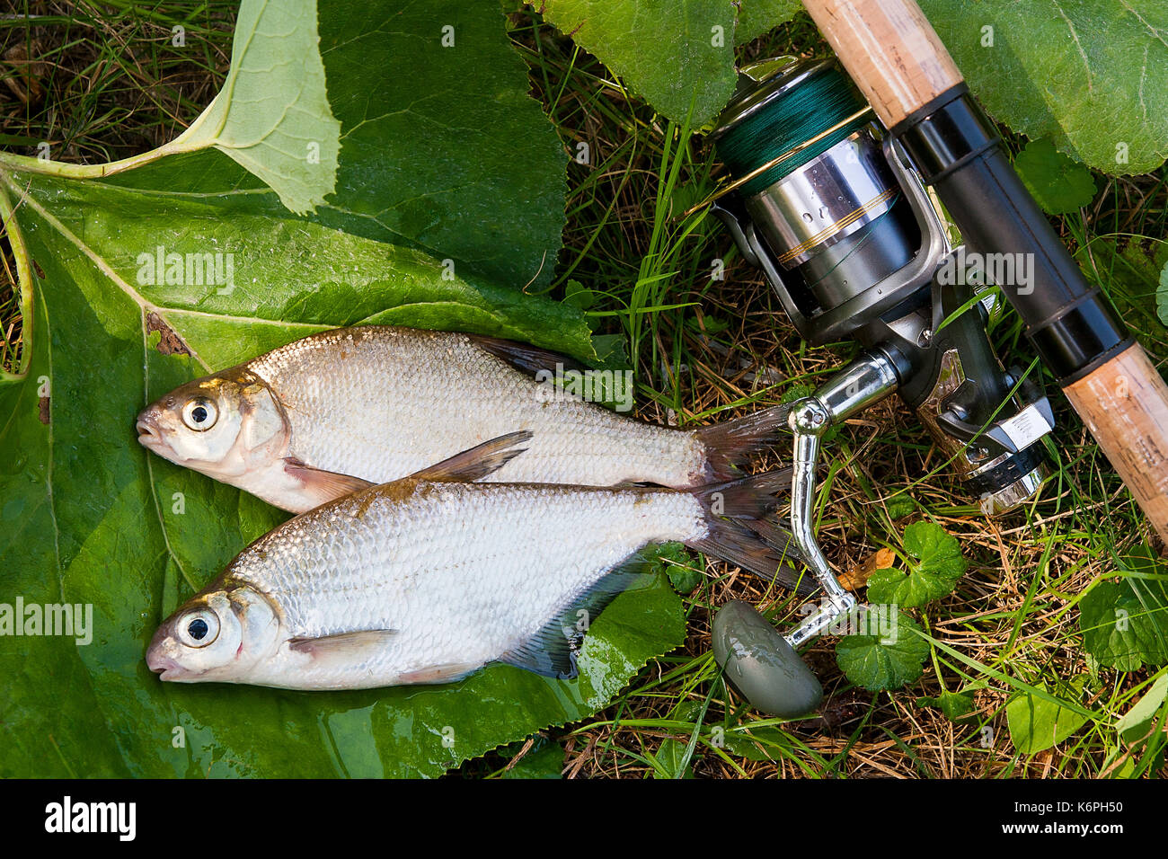 Close up view of just taken from the water two freshwater white bream ...