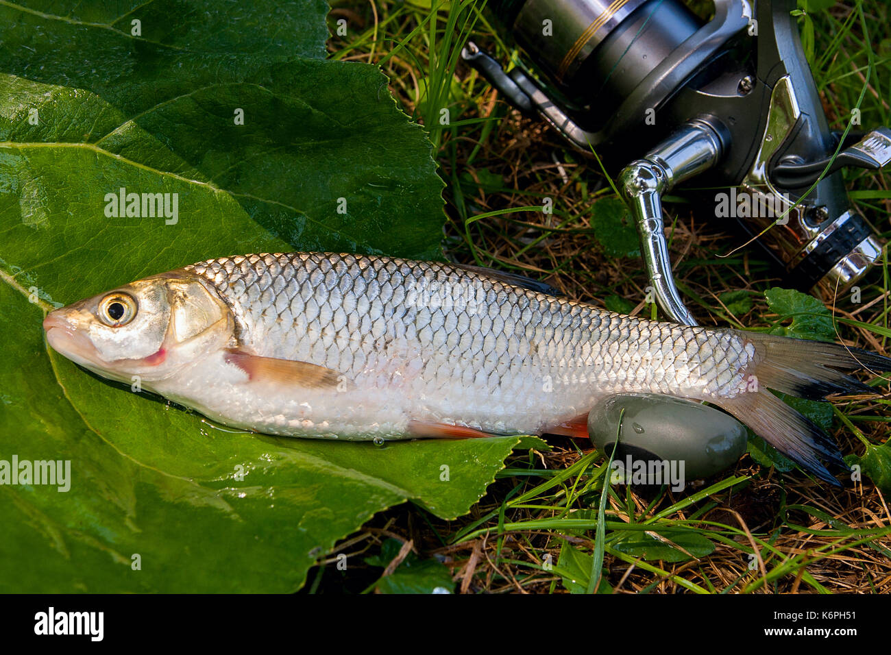 Fishing for chub hi-res stock photography and images - Alamy