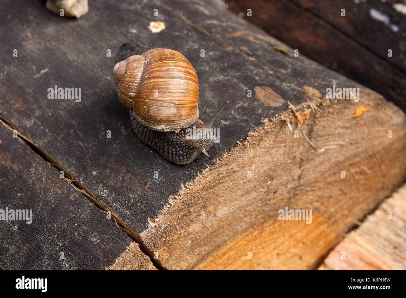 Roman Snail - Helix pomatia. Helix pomatia, common names the Roman ...