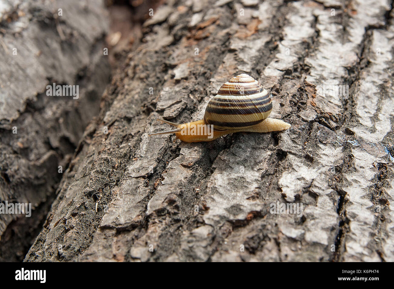 Roman Snail - Helix pomatia. Helix pomatia, common names the Roman ...
