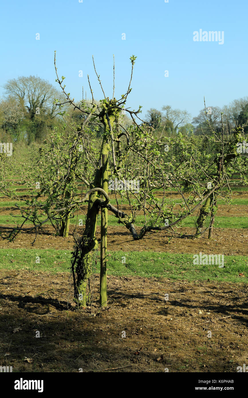 Apple orchard kent harvest hi-res stock photography and images - Alamy