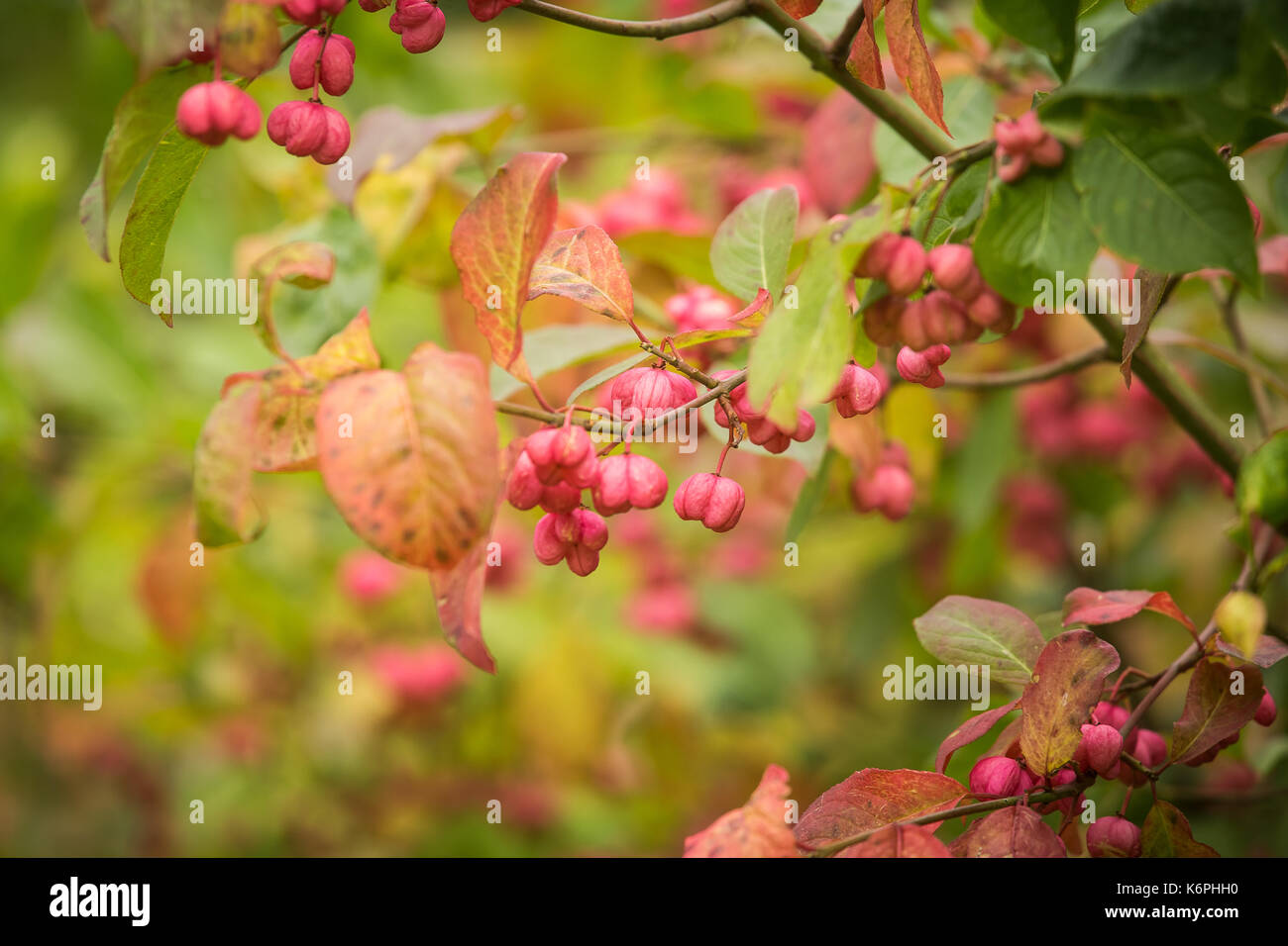 A beautiful pink fruits of spindle tree in natural habitat. Spindle ...