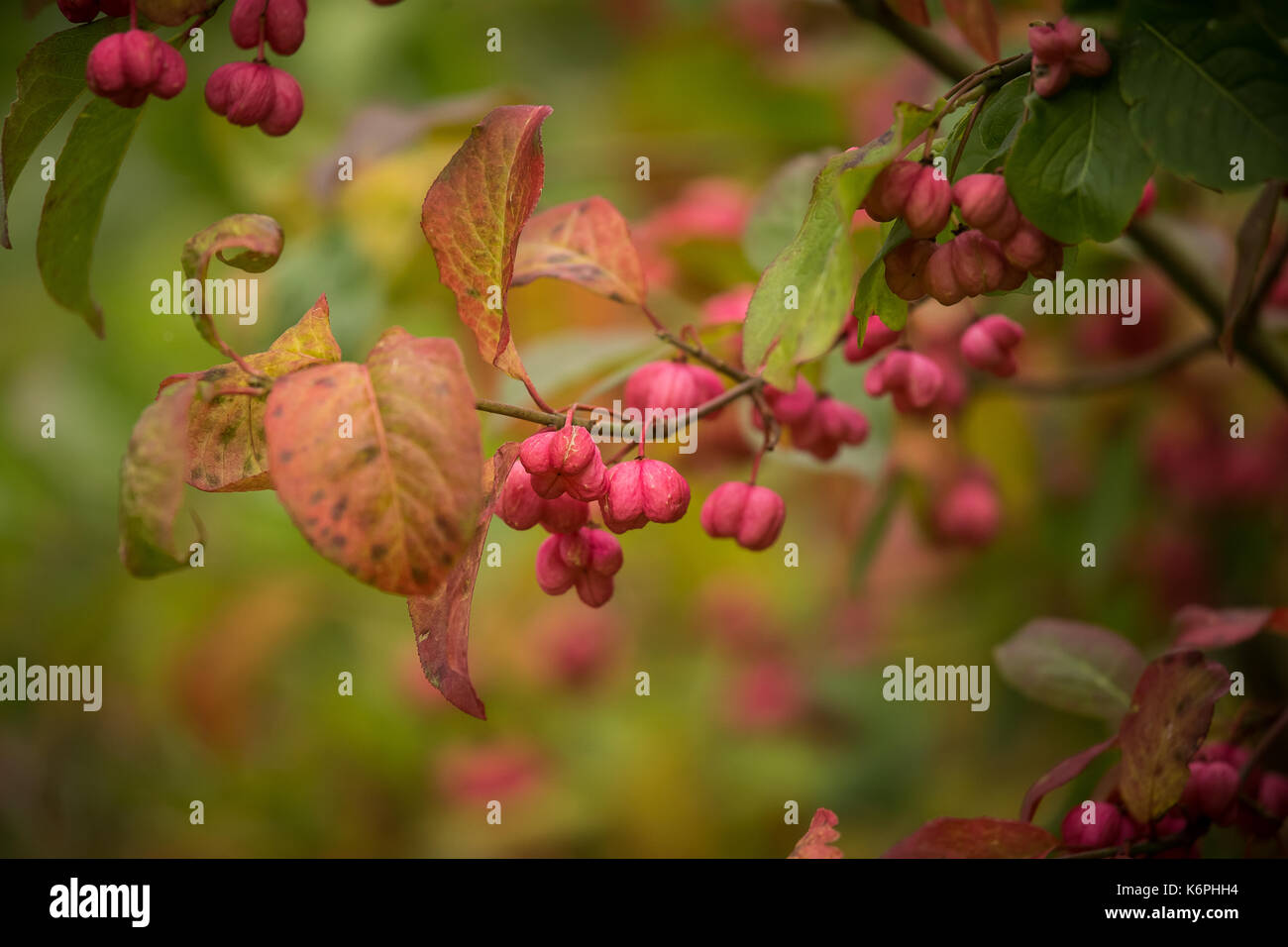 A beautiful pink fruits of spindle tree in natural habitat. Spindle ...