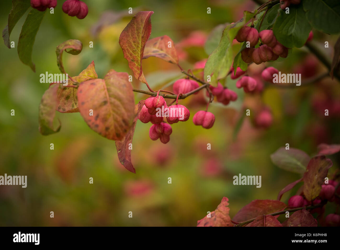 A beautiful pink fruits of spindle tree in natural habitat. Spindle ...