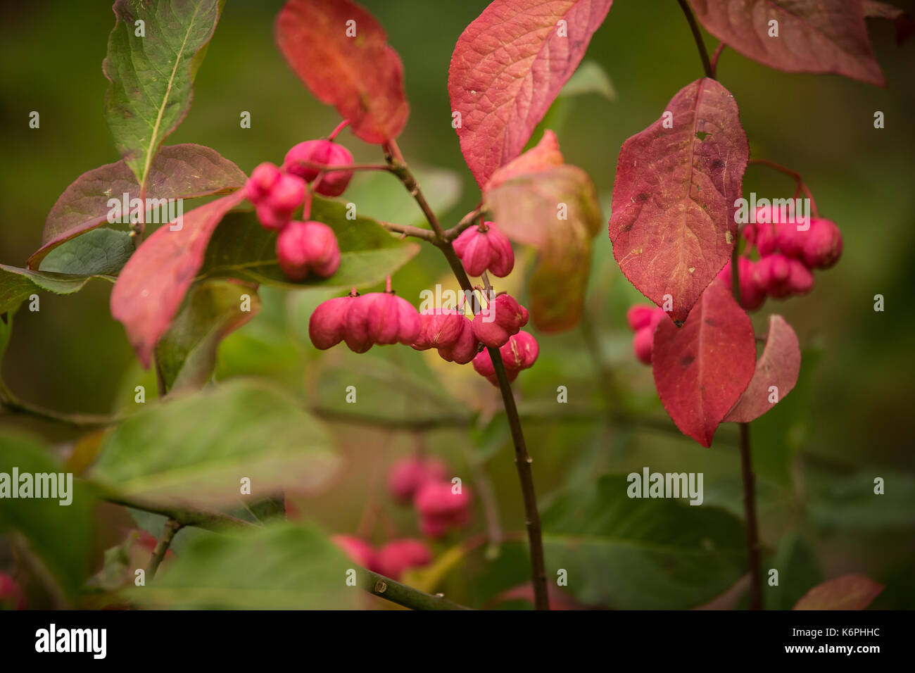 A beautiful pink fruits of spindle tree in natural habitat. Spindle ...