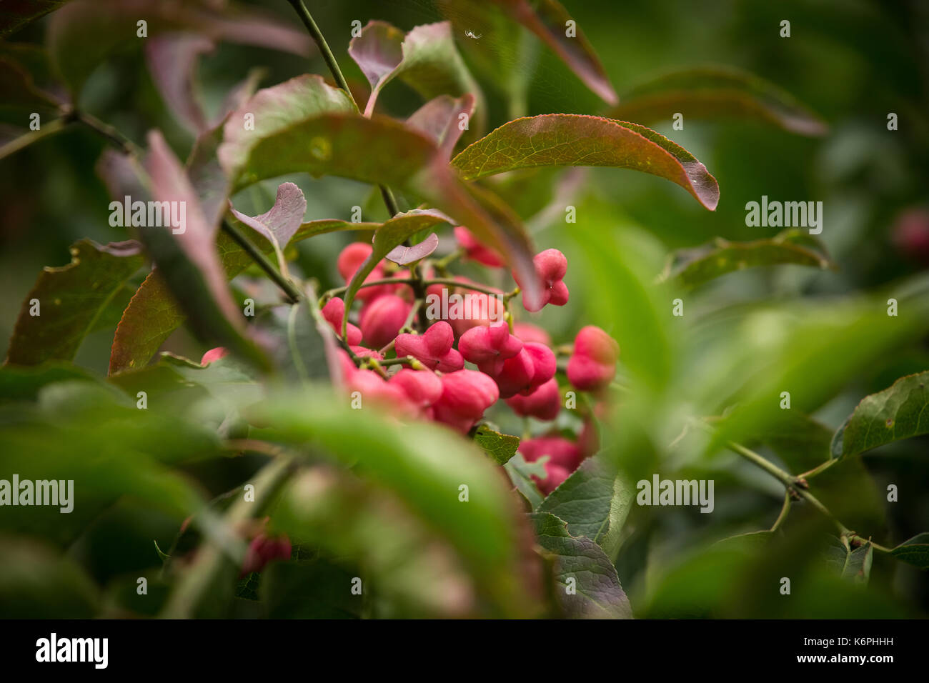 A beautiful pink fruits of spindle tree in natural habitat. Spindle ...