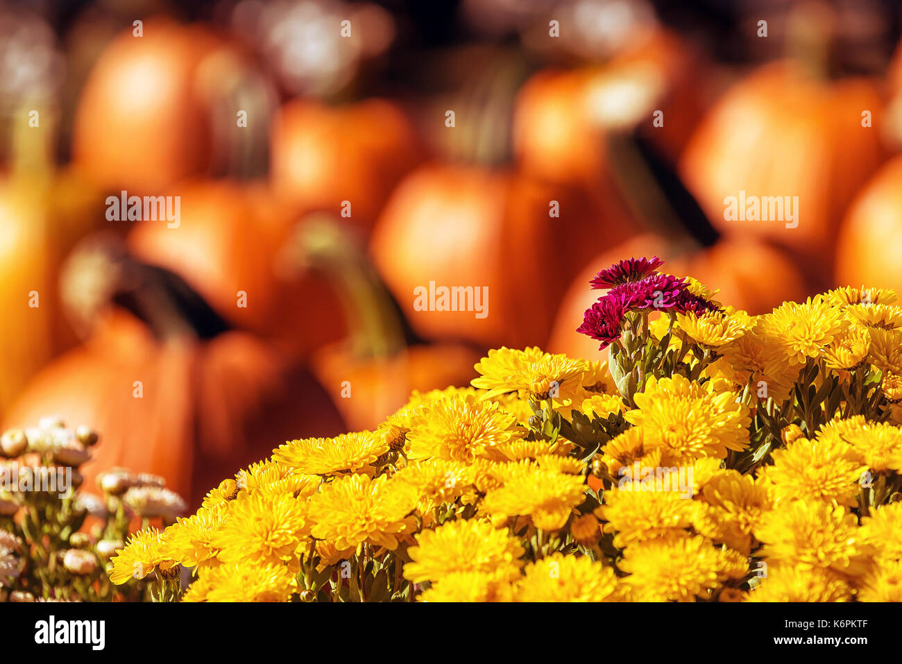 Colorful yellow Mum or Chrysanthemum flowers for sale at a pumpkin ...