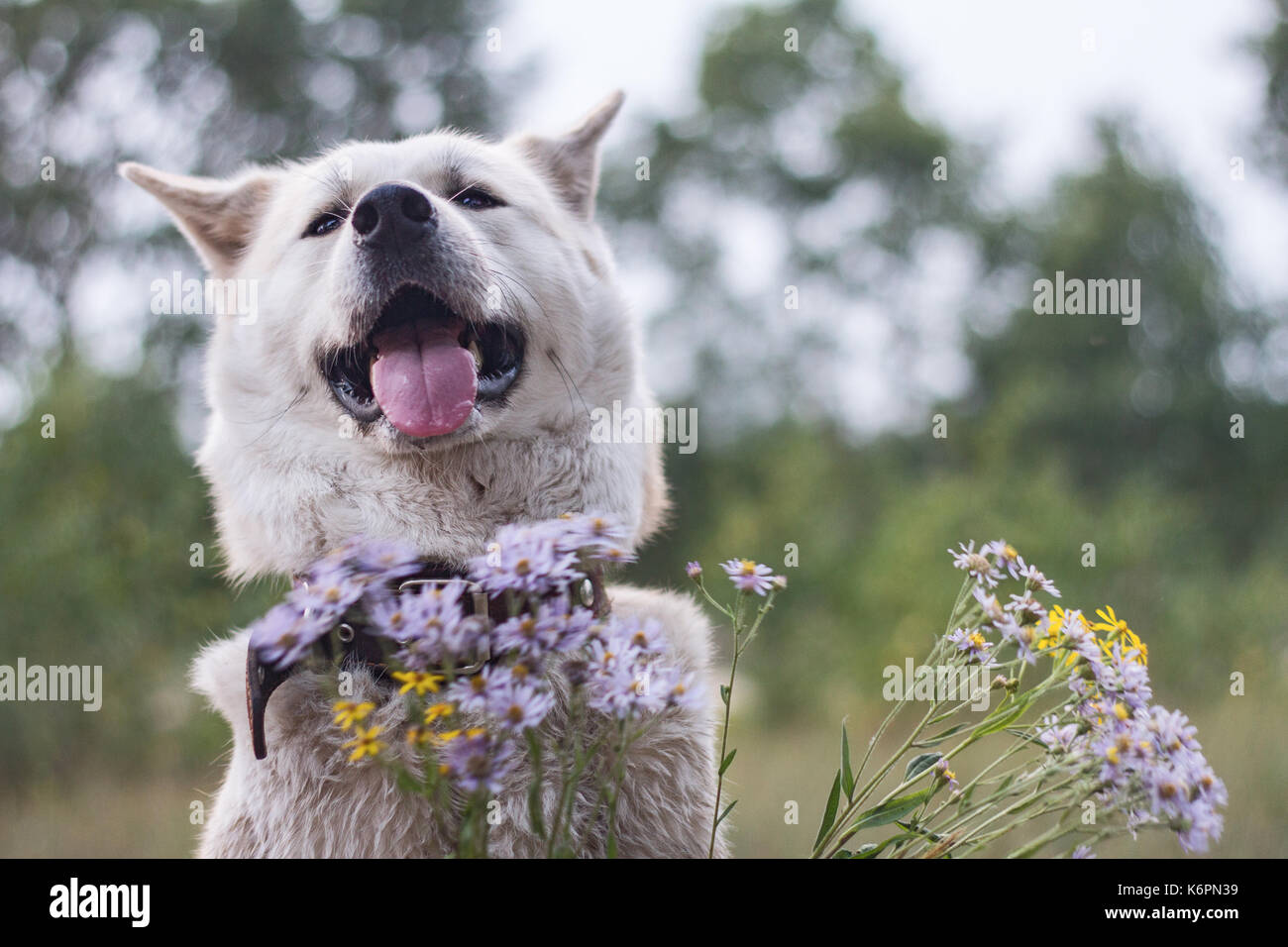 A kind happy smiling dog of Japanese akita inu breed with sticking out ...