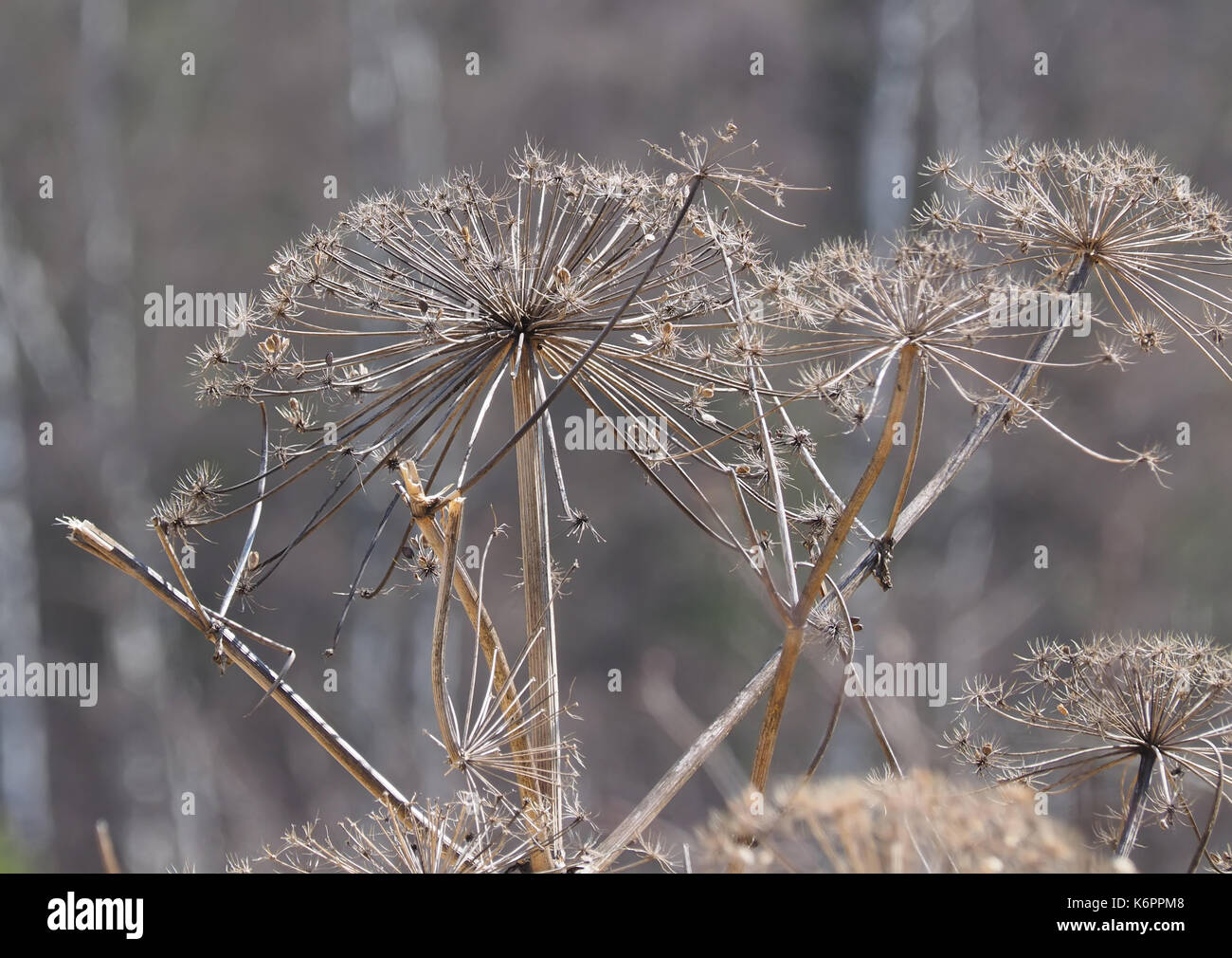 Umbelliferous tree hi-res stock photography and images - Alamy