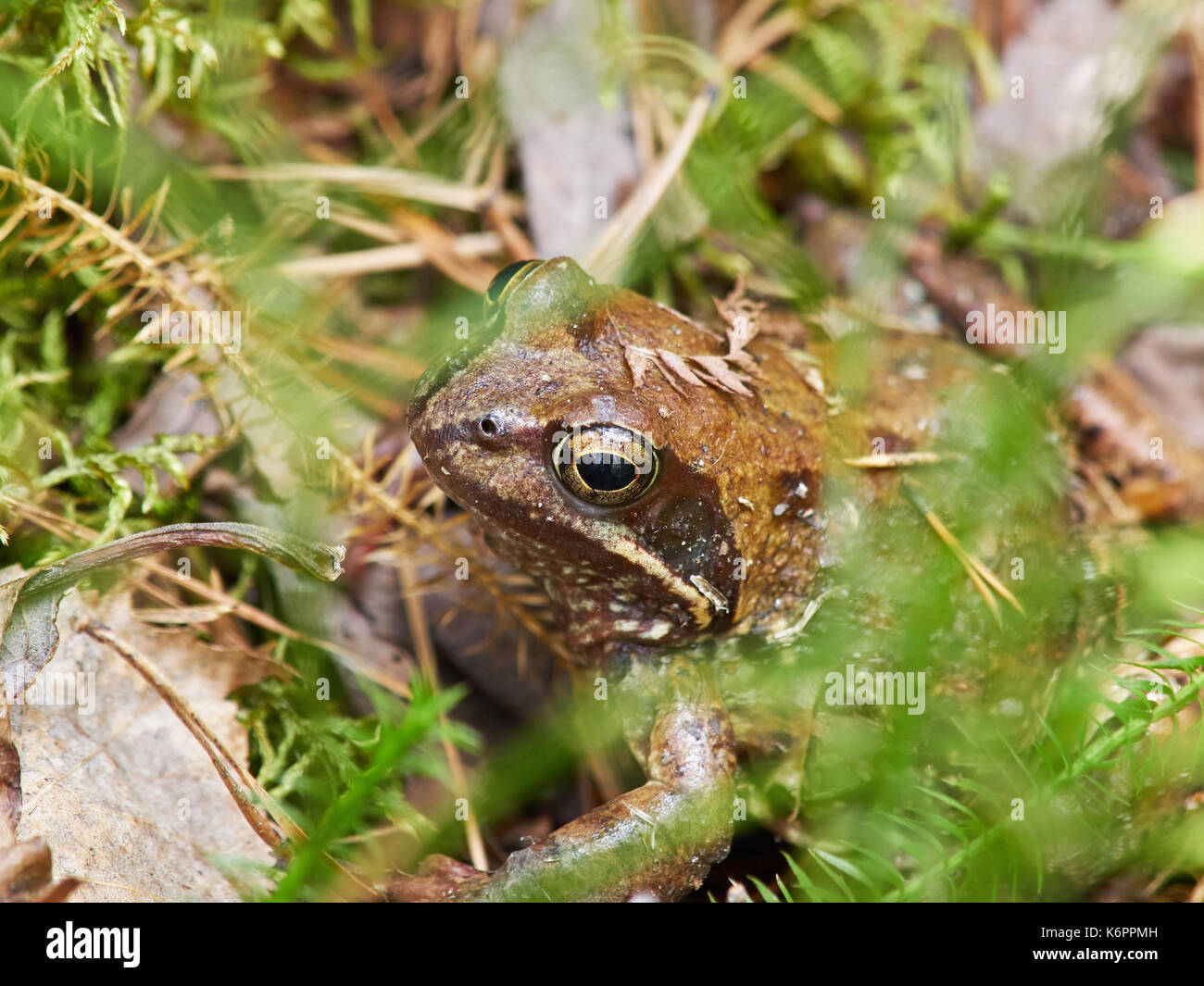 frog in the forest Stock Photo - Alamy