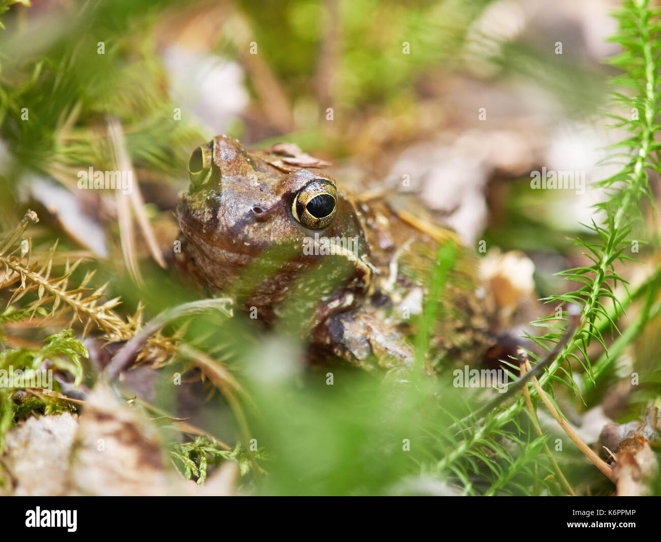 frog in the forest Stock Photo - Alamy