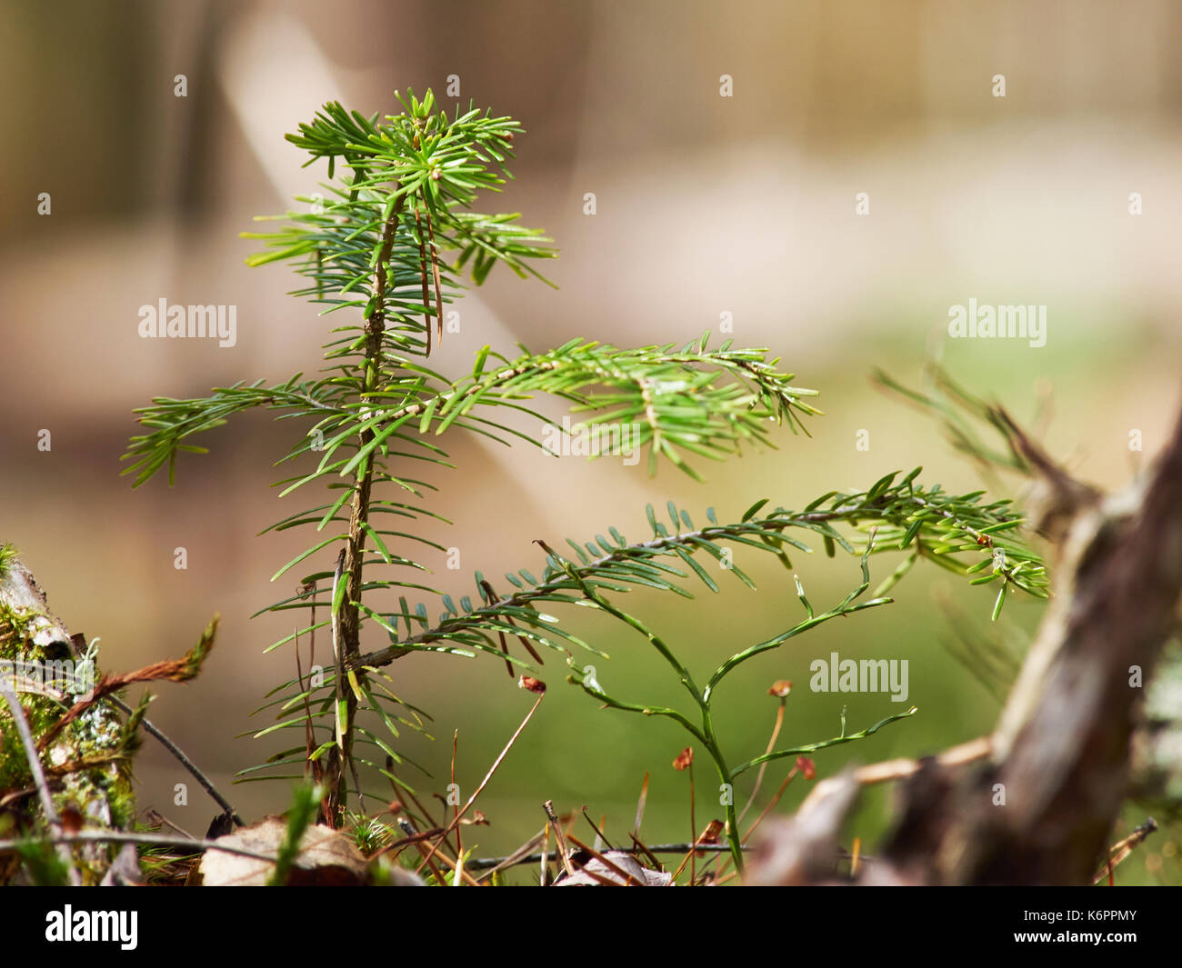 spruce forest in the spring Stock Photo - Alamy