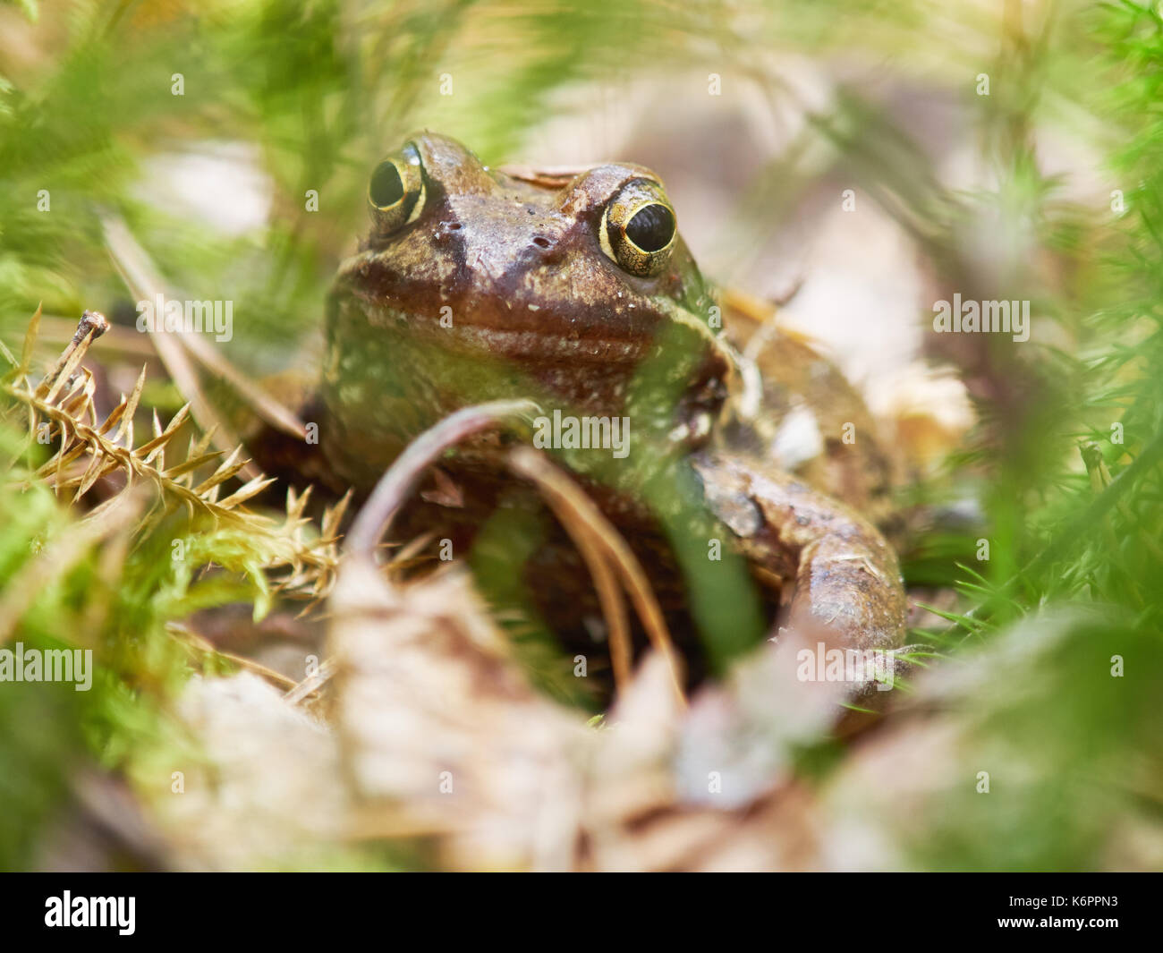 frog in the forest Stock Photo - Alamy