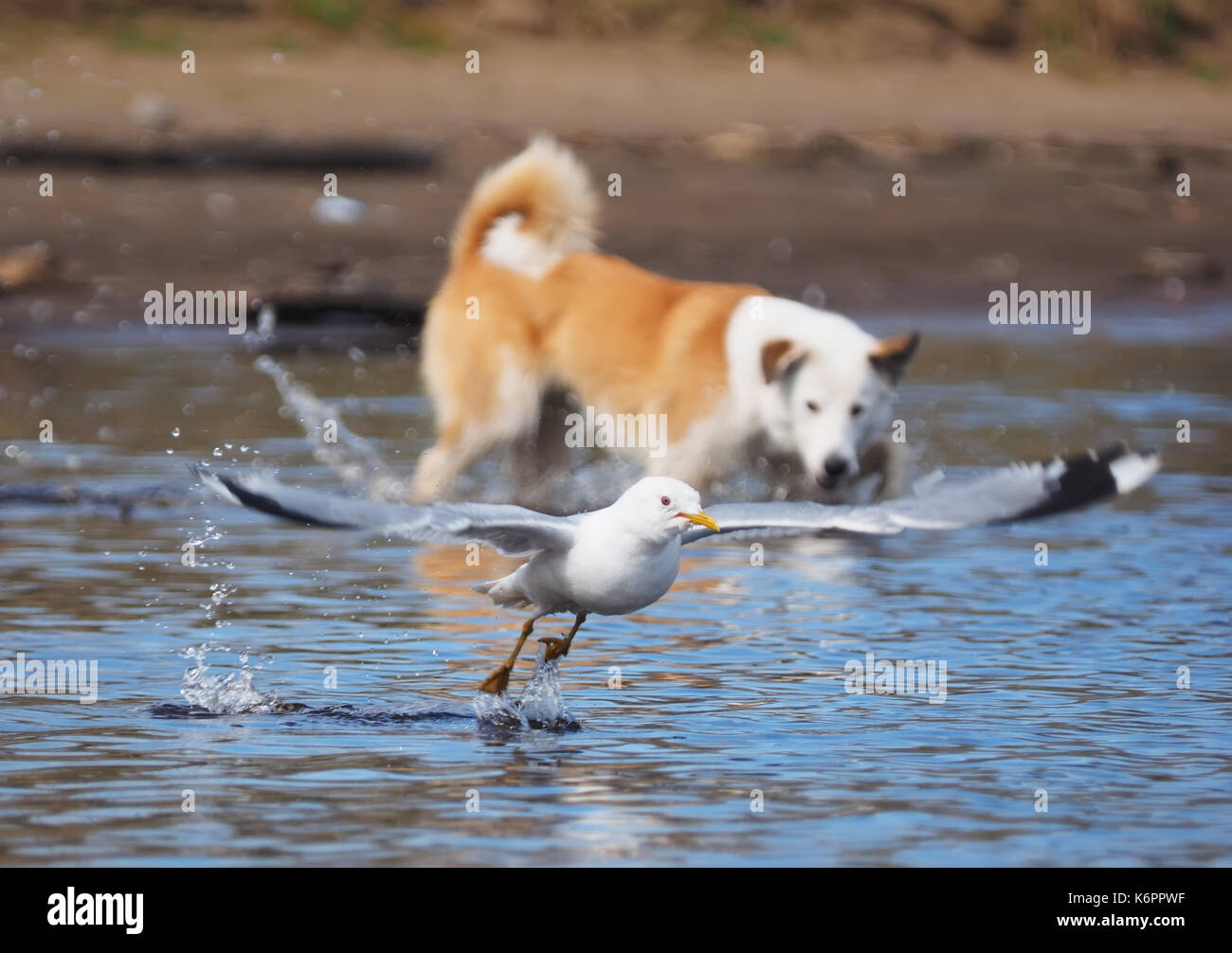 a seagull and a dog on the bank of the river Stock Photo - Alamy