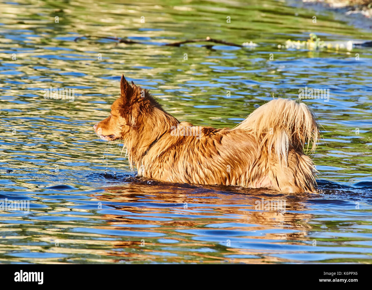 red dog swimming in the river Stock Photo - Alamy