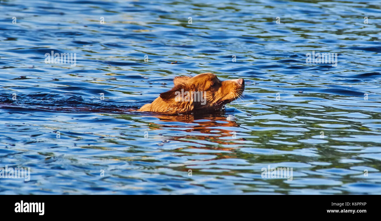 red dog swimming in the river Stock Photo - Alamy