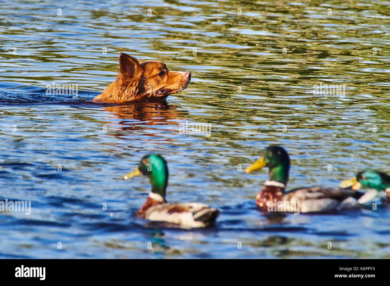 red dog swimming in the river Stock Photo - Alamy