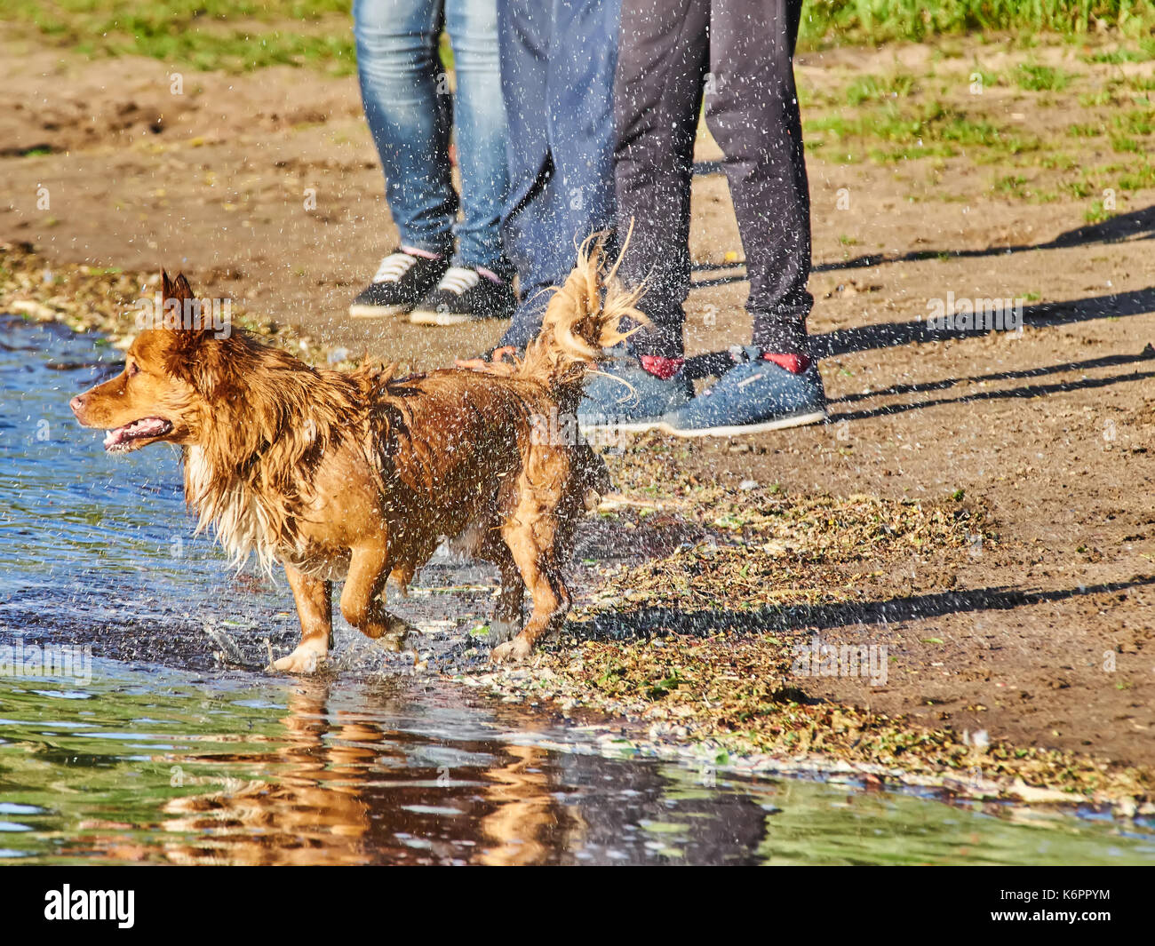 red dog swimming in the river Stock Photo - Alamy