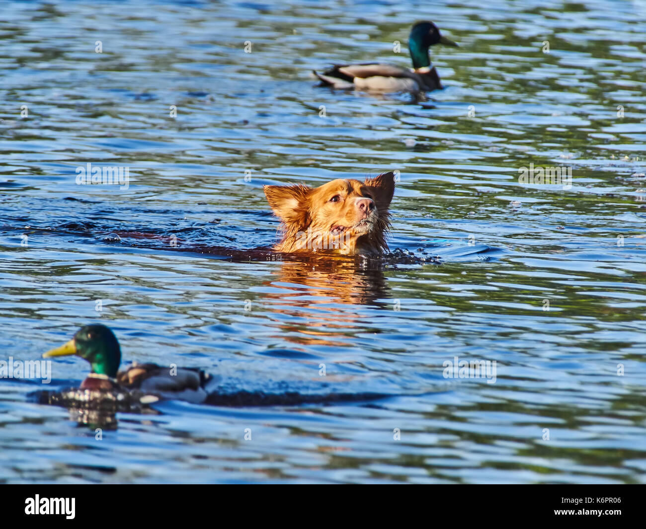 red dog swimming in the river Stock Photo - Alamy