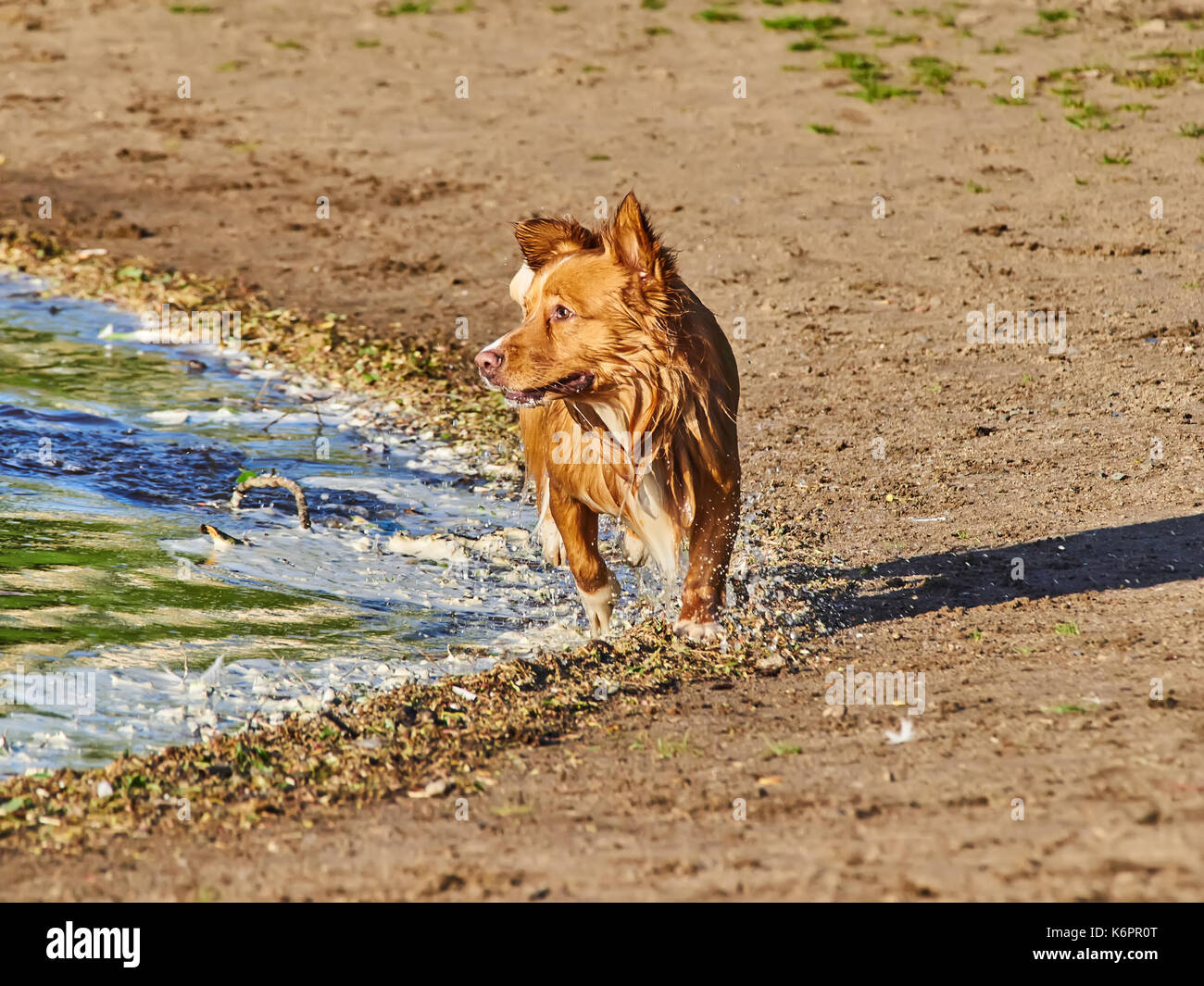 red dog swimming in the river Stock Photo - Alamy