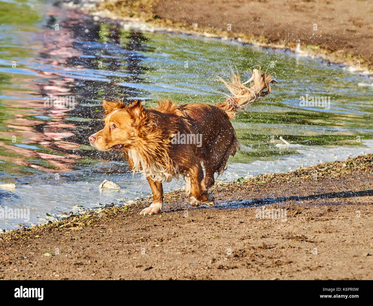 red dog swimming in the river Stock Photo - Alamy